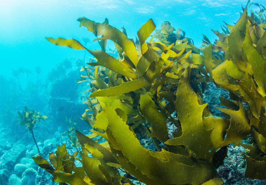 Alga Klamath, conosciamola meglio | Bioearth